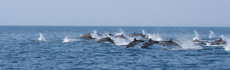 Vuototecnica vacuum cups, discovering dolphins and their world ...
